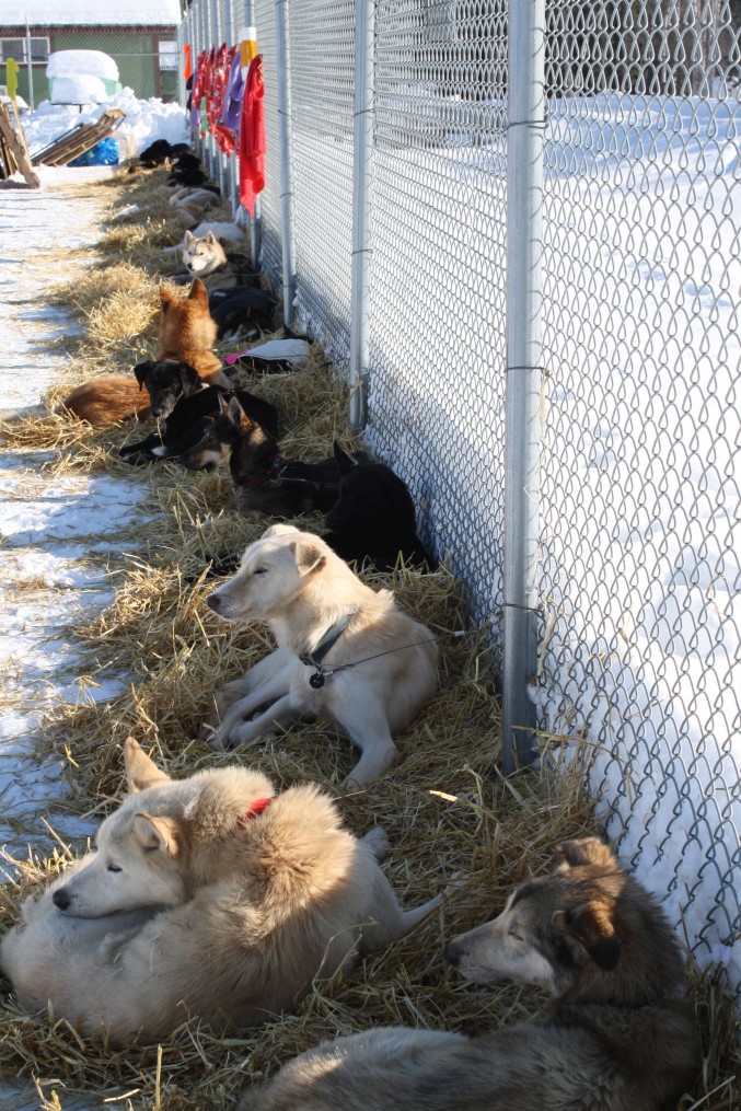 Zoom Lens – Dog Drop Hub at McGrath – Iditarod