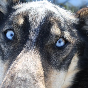 Zoom Lens – Parti-eyed – Iditarod