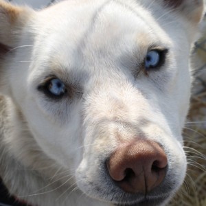 Zoom Lens – Parti-eyed – Iditarod