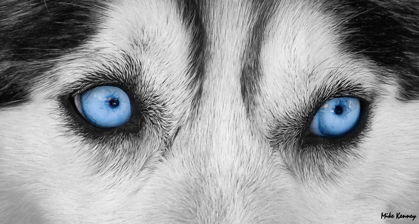 The eyes have it. See every moment with the Iditarod Insider. – Iditarod