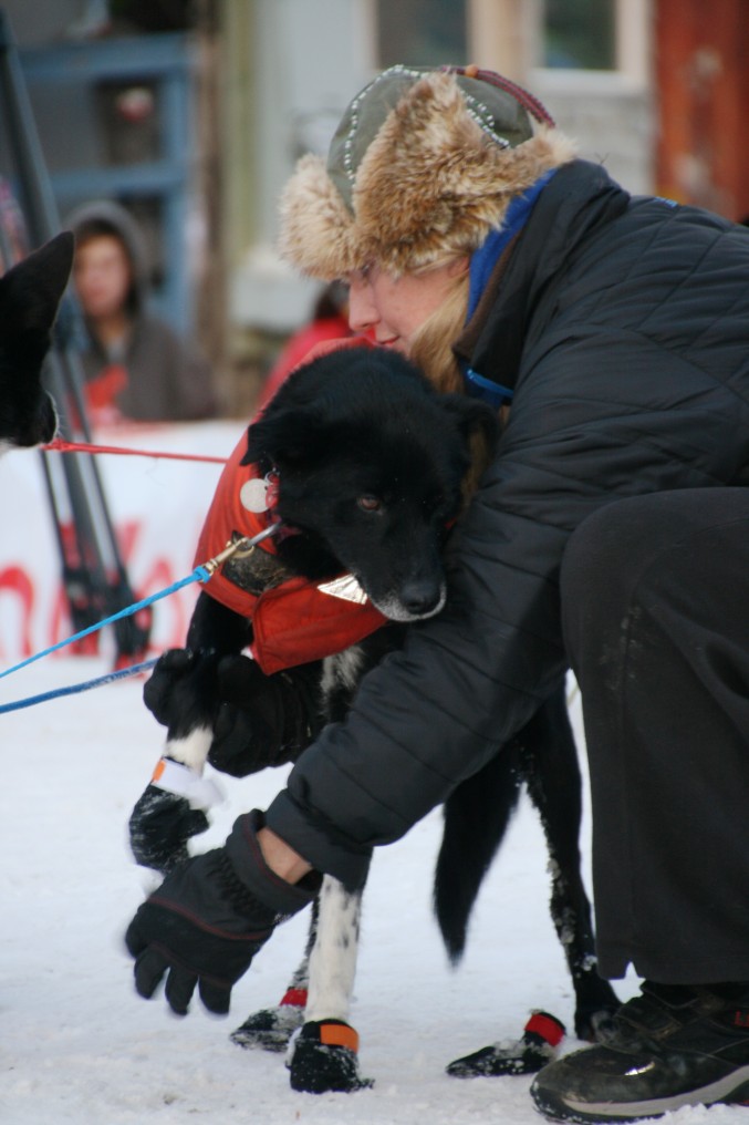 Iditarod BINGO – Iditarod