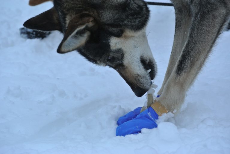 Why Dog Booties? – Iditarod