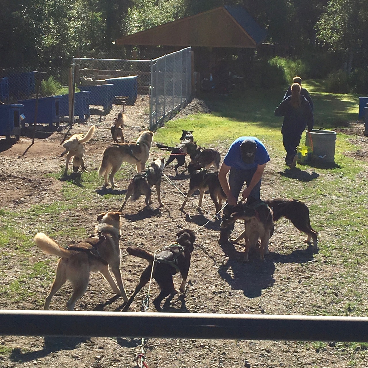 Story From a Handler – Iditarod