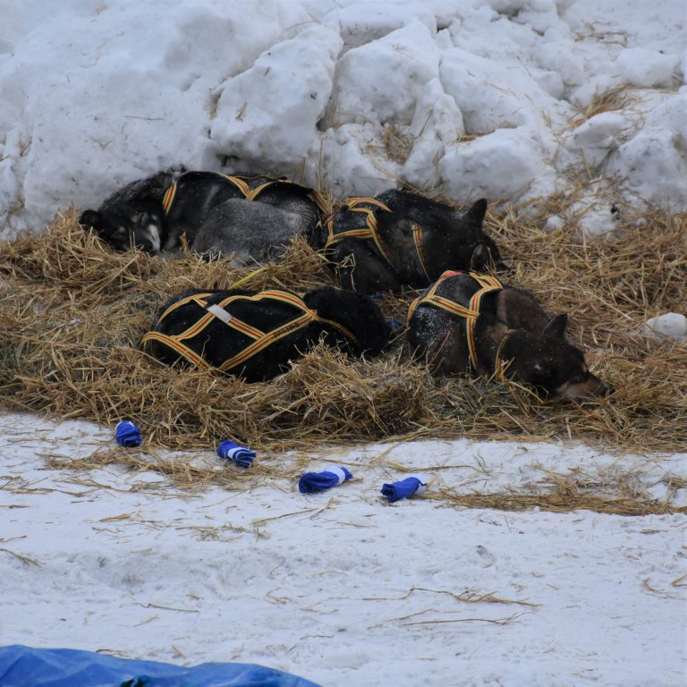 Booties On! – Iditarod