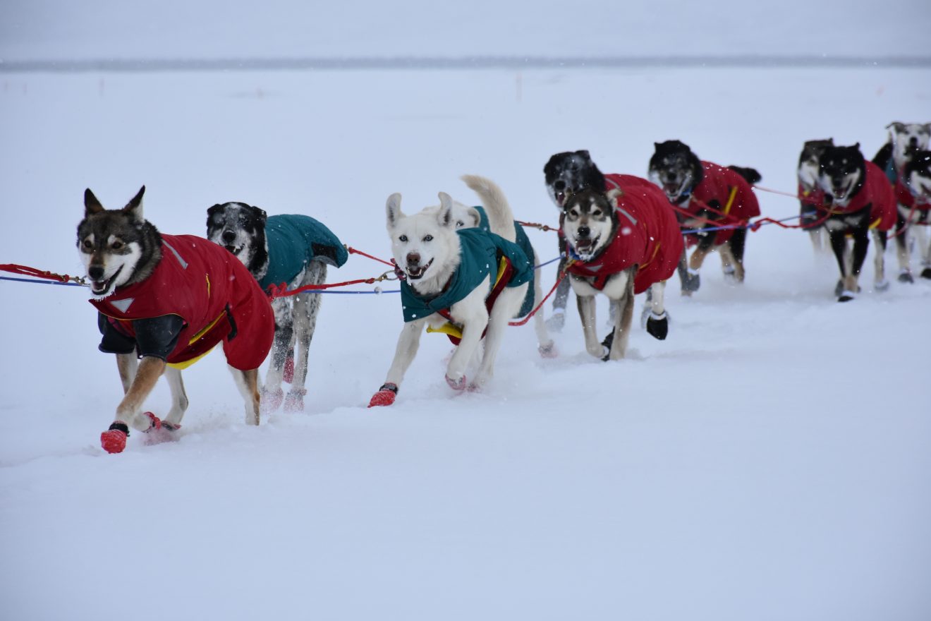 Checkpoints – Iditarod