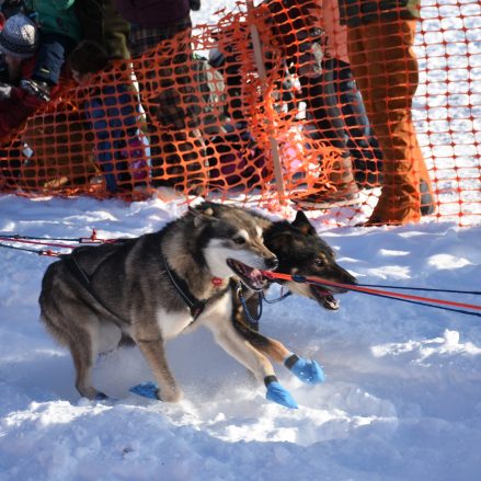 Booties On! – Iditarod