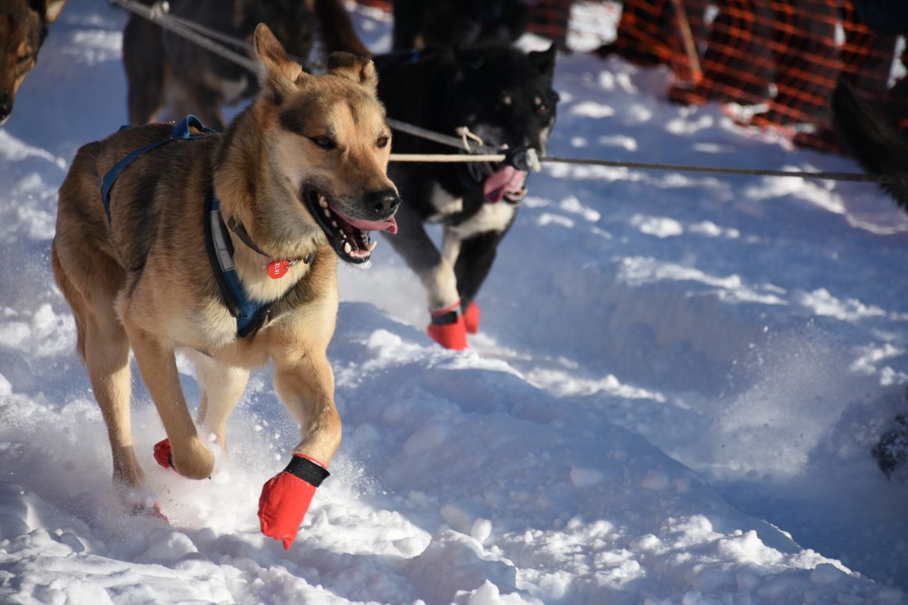 Dog Watcher – Iditarod