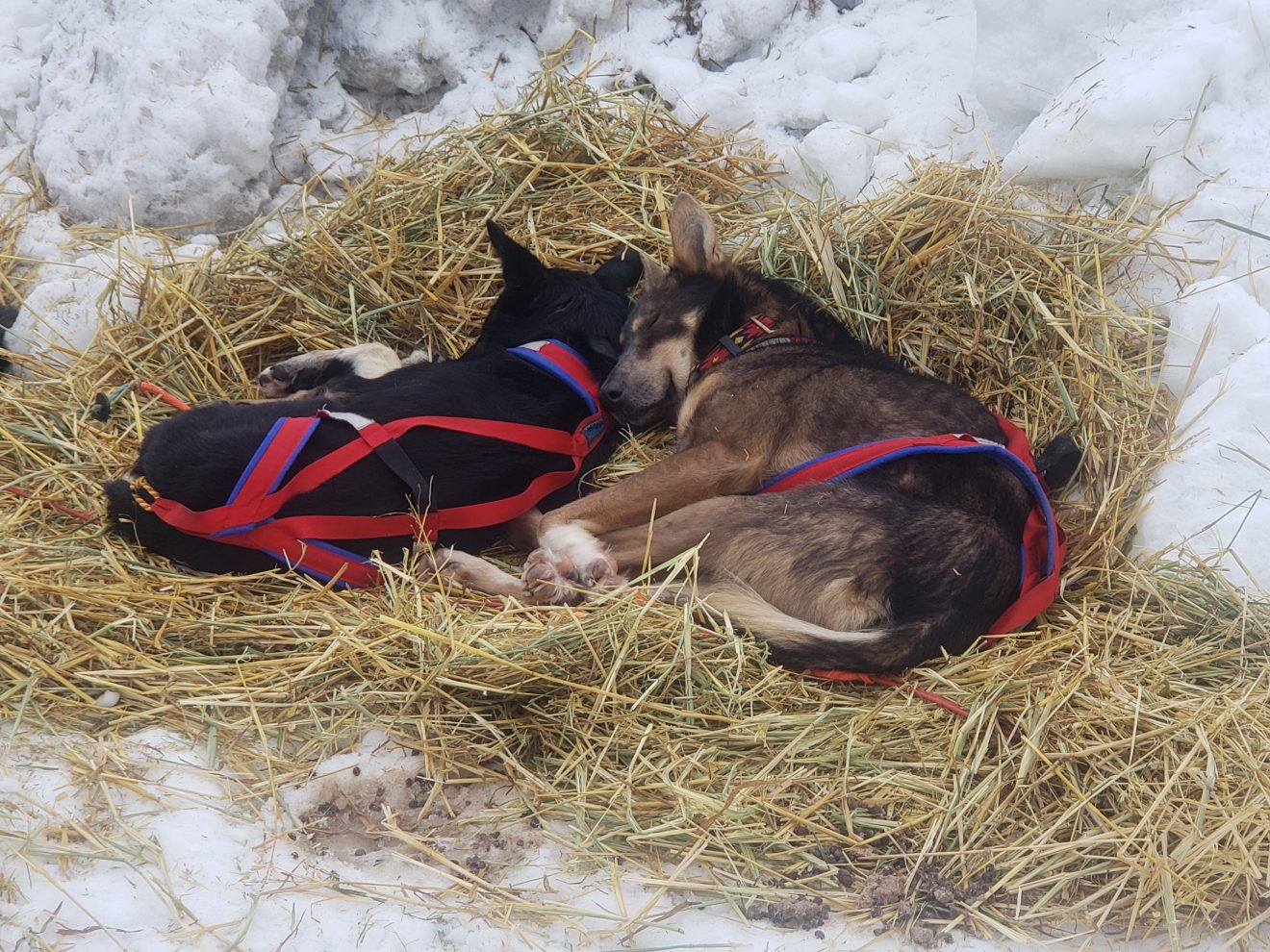 Nicolas Petit out of Unalakleet at 14.48 – Iditarod