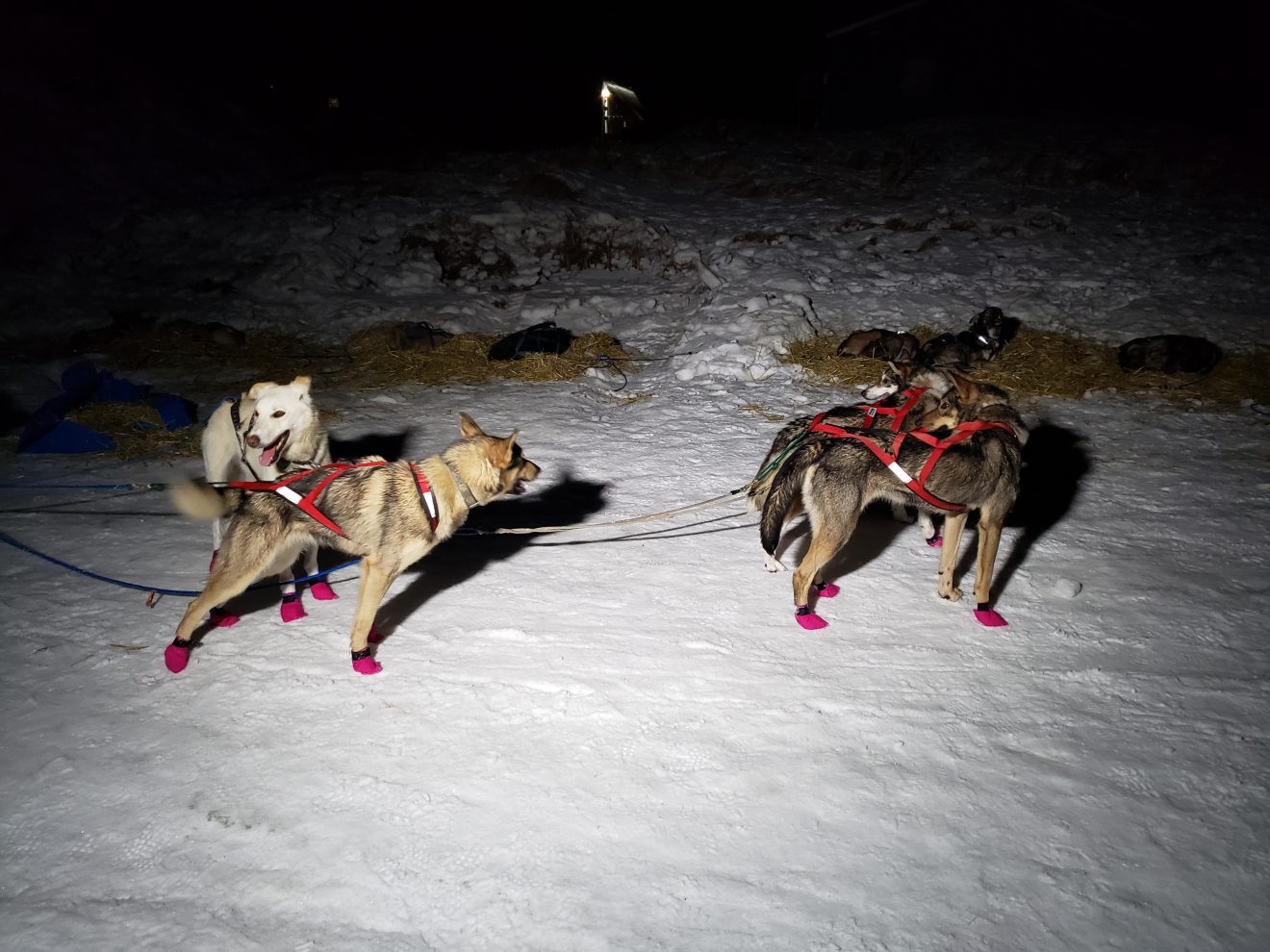 Top 10 in Unalakleet, Paige Drobny and Travis Beals – Iditarod