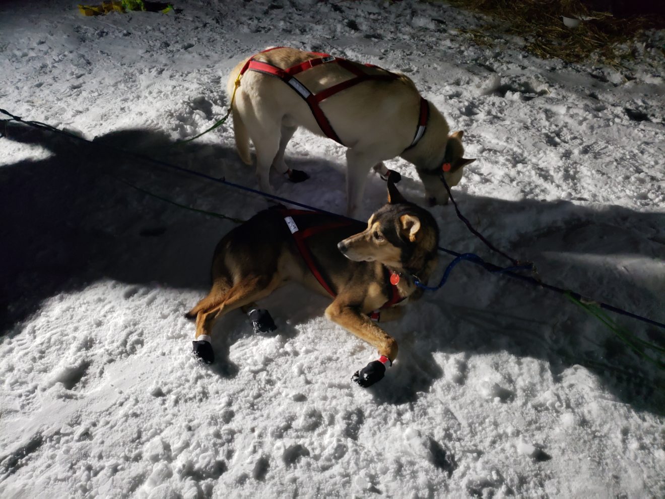 Top 10 in Unalakleet, Paige Drobny and Travis Beals – Iditarod