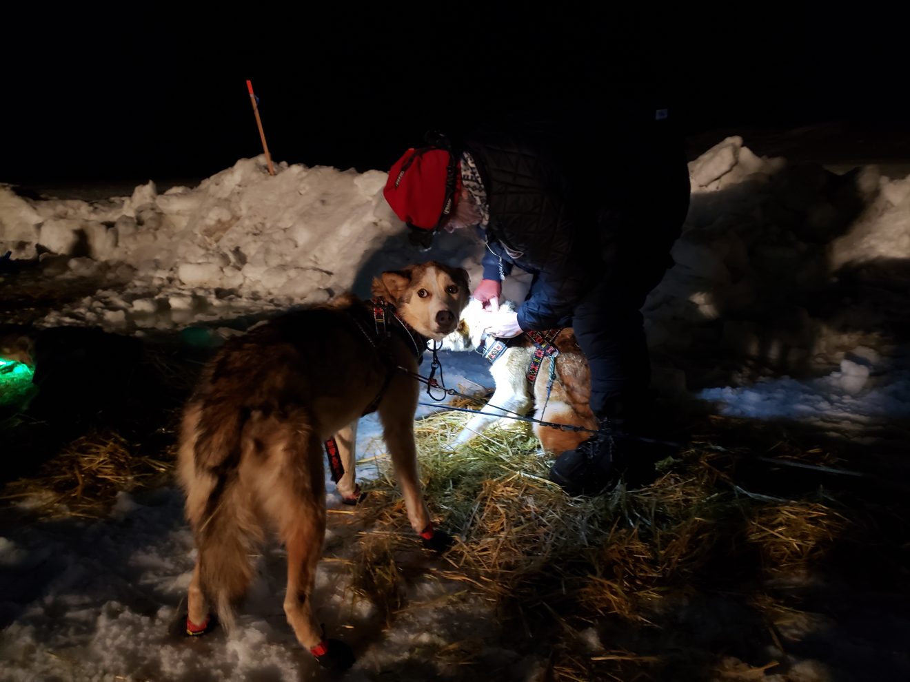 Top 10 in Unalakleet, Paige Drobny and Travis Beals – Iditarod