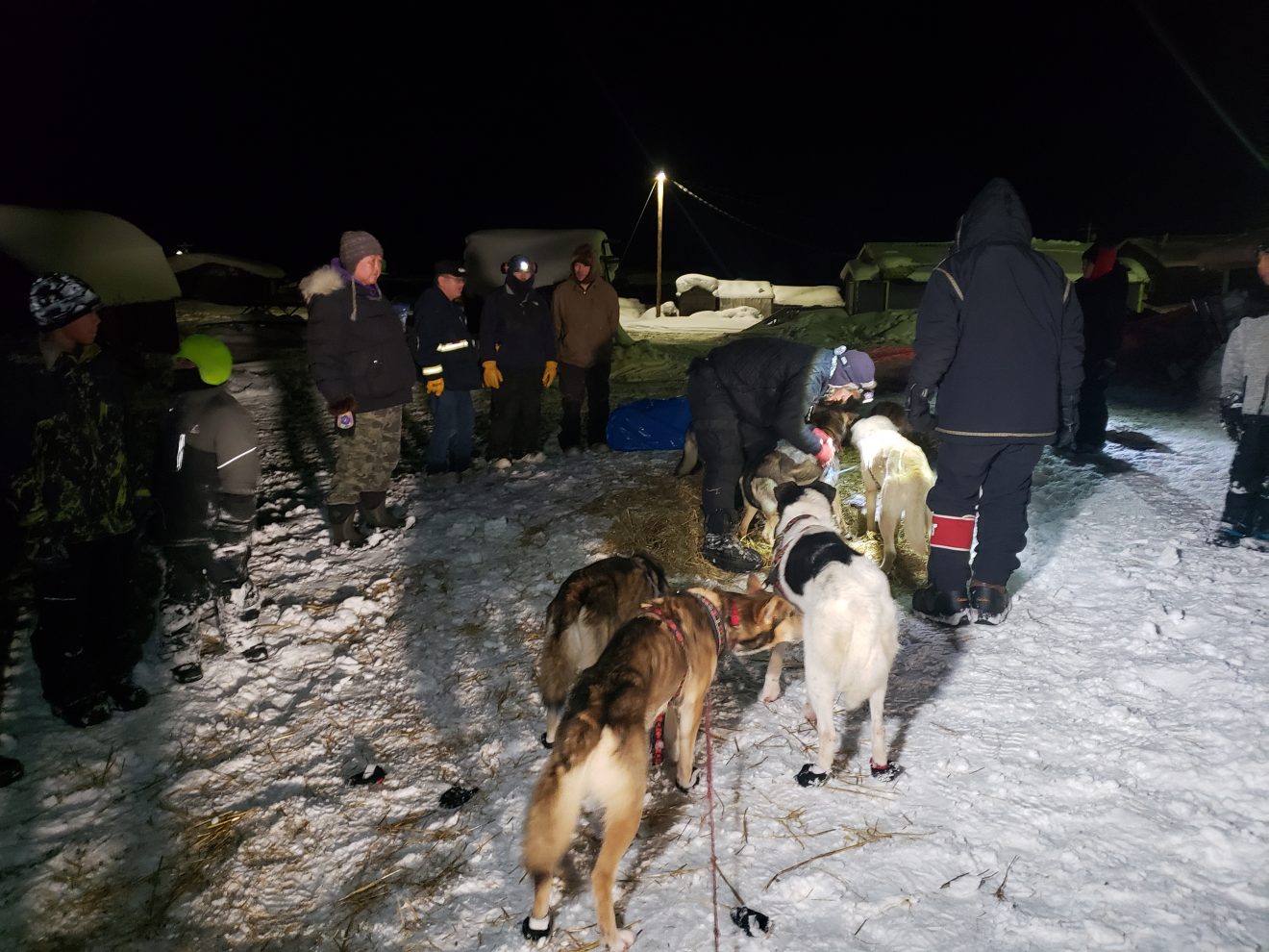 Kaltag evening action – Iditarod