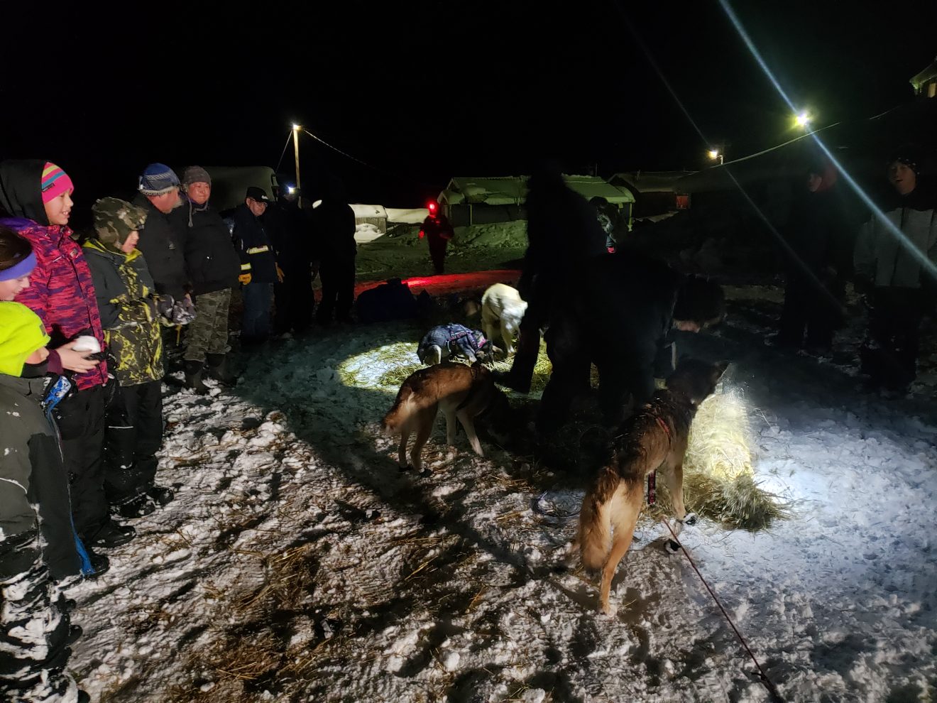 Kaltag evening action – Iditarod
