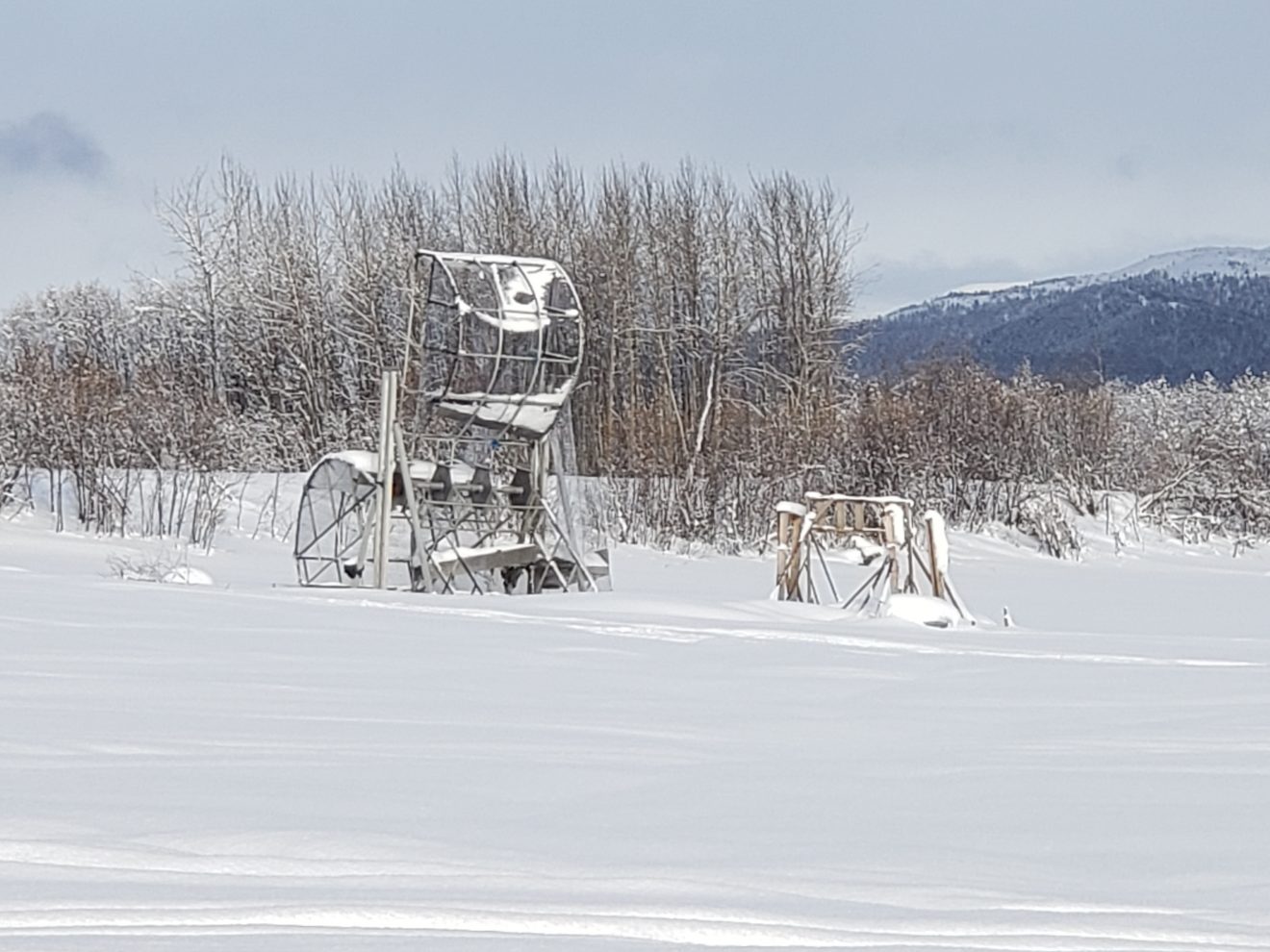 Update from Kaltag – Iditarod