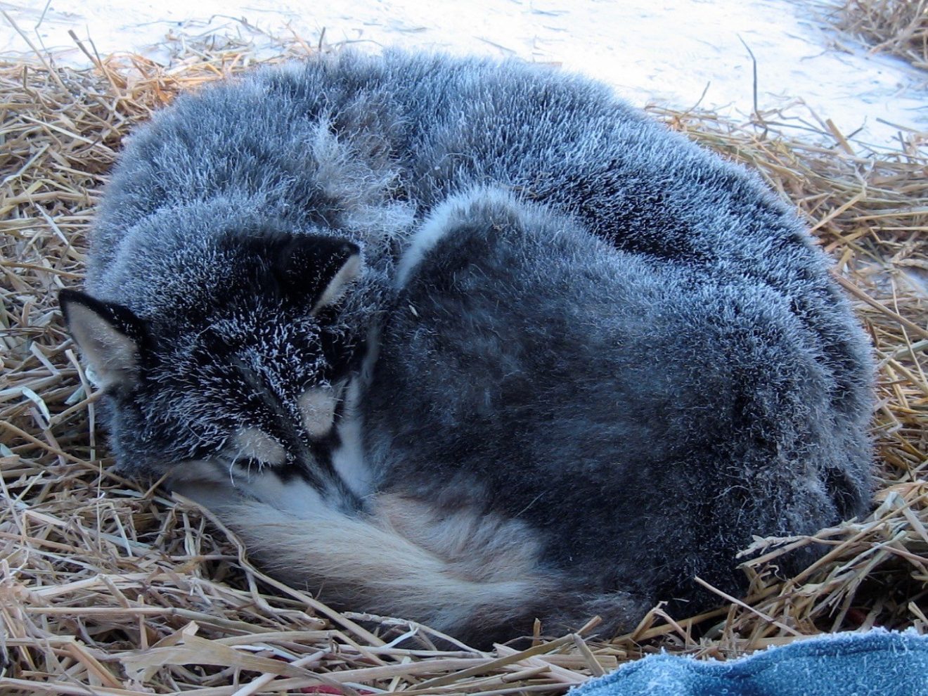 Fluffy Tails! – Iditarod