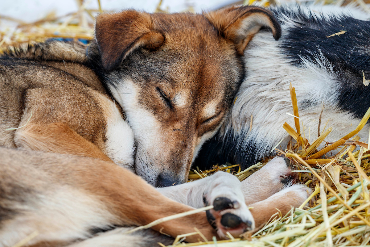 Iditarod dogs enjoy top notch wellness care – Iditarod