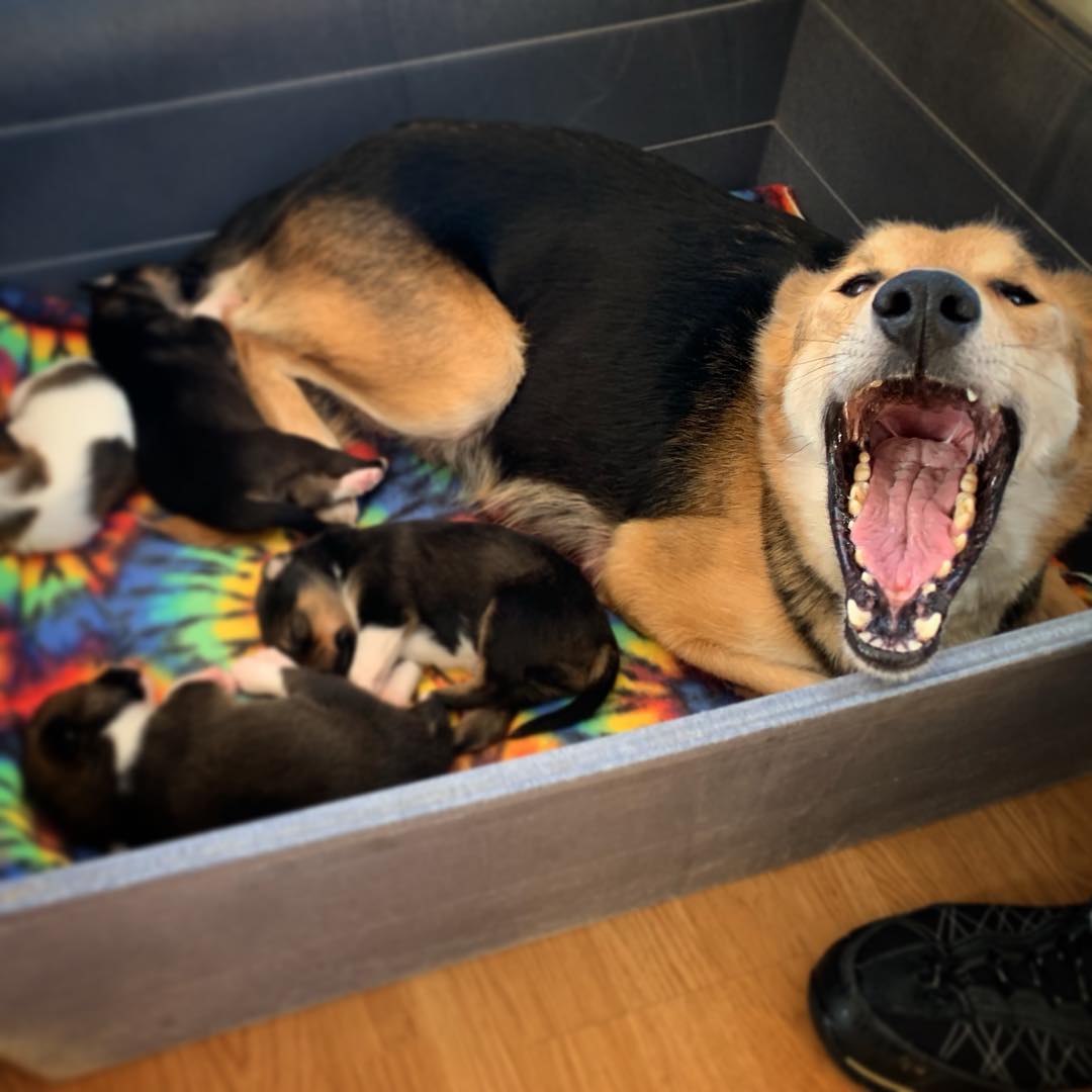 Dog of the Month- Miss. Cool Cat! – Iditarod