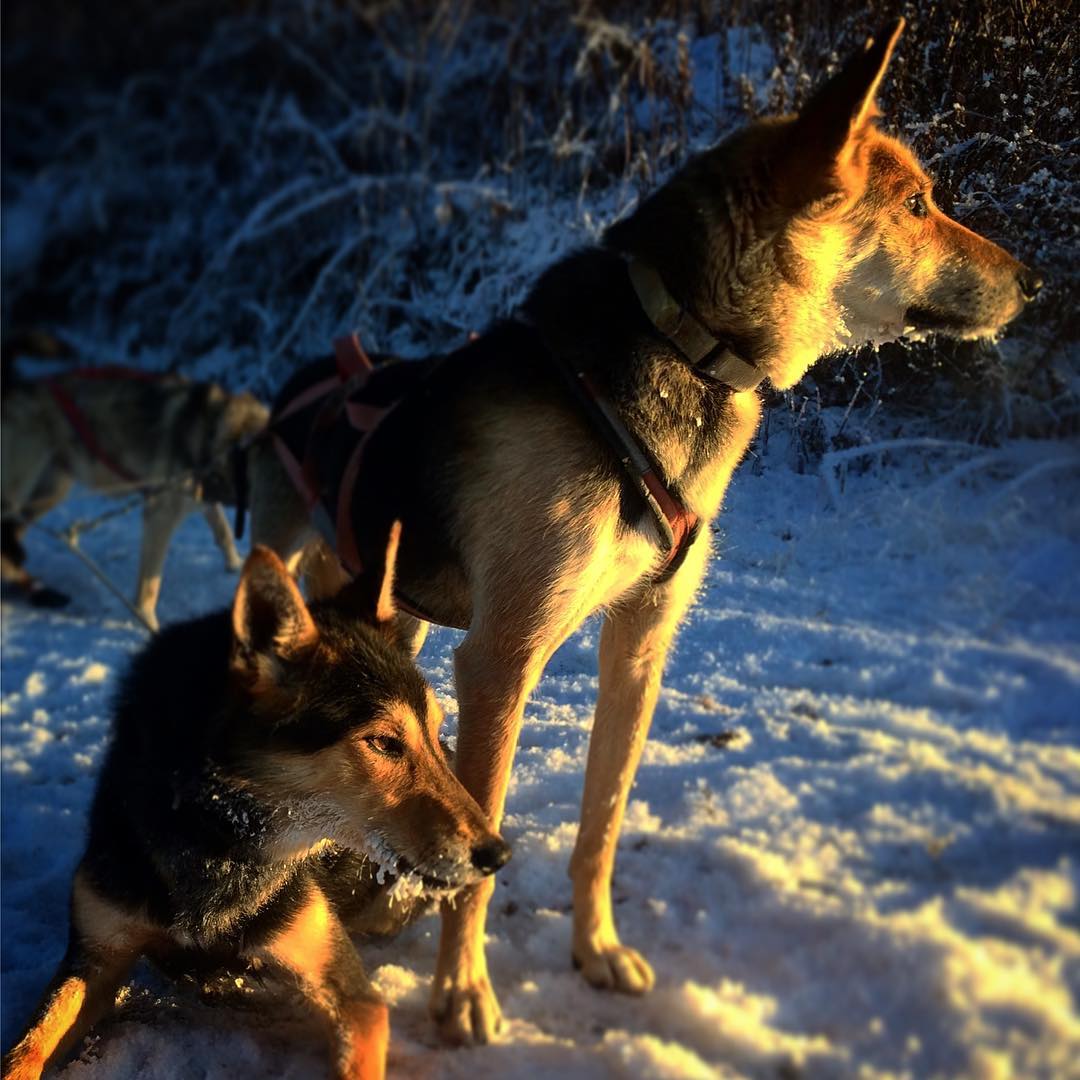 Dog of the Month- Miss. Cool Cat! – Iditarod