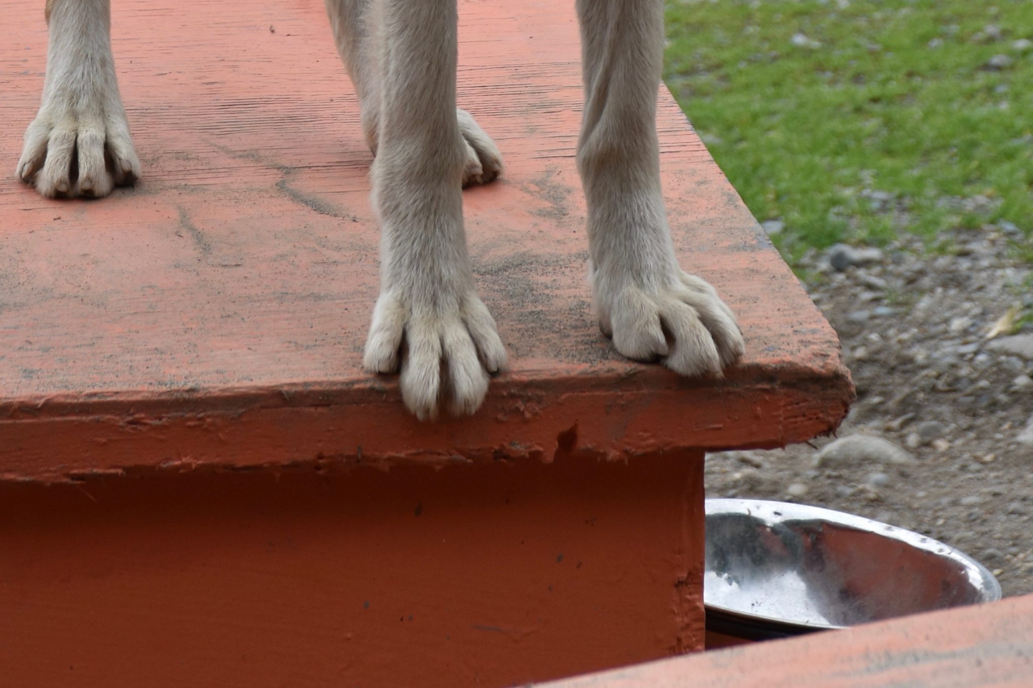 What Makes a Good Sled Dog? Part 2 of 3 – Iditarod