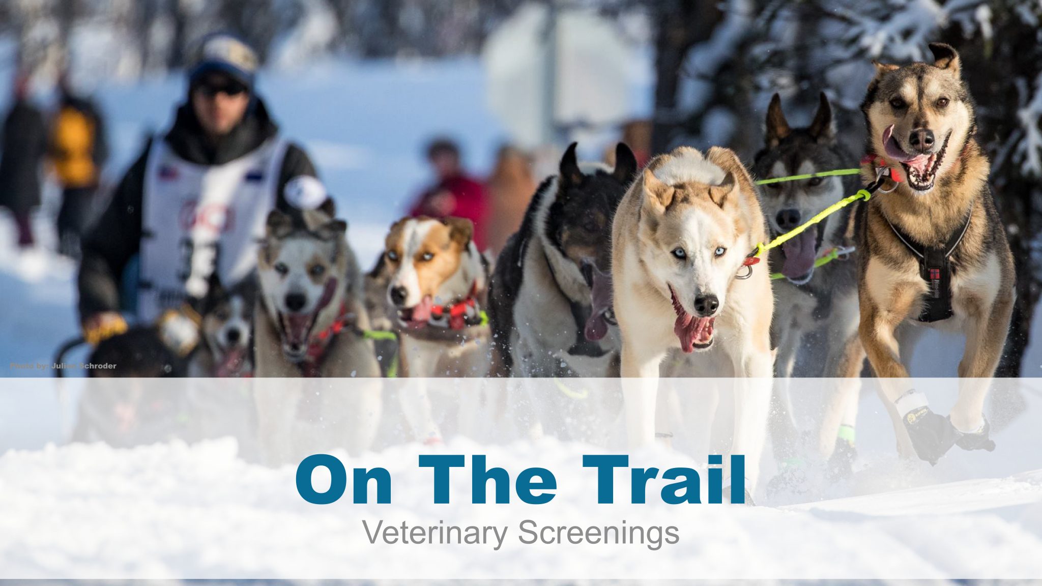 Leaders in Dog Care – Iditarod