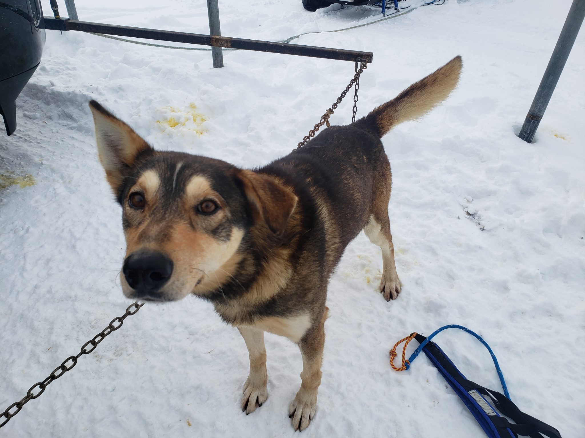 Mushers training at Chugiak Dog Sled Track – Iditarod