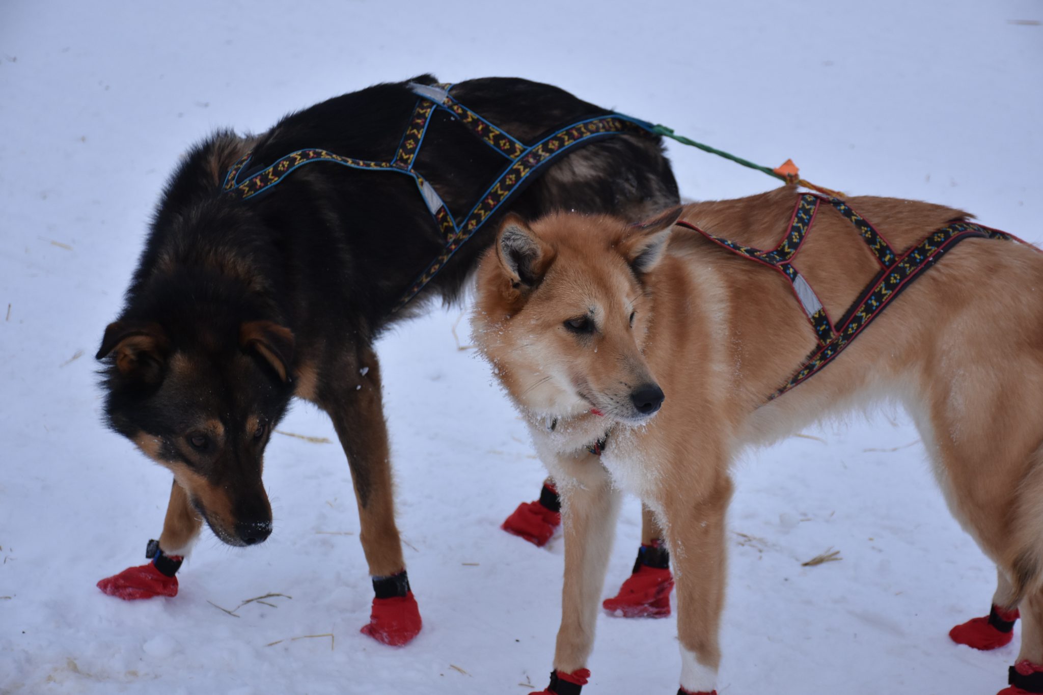 Dog Gear – Iditarod