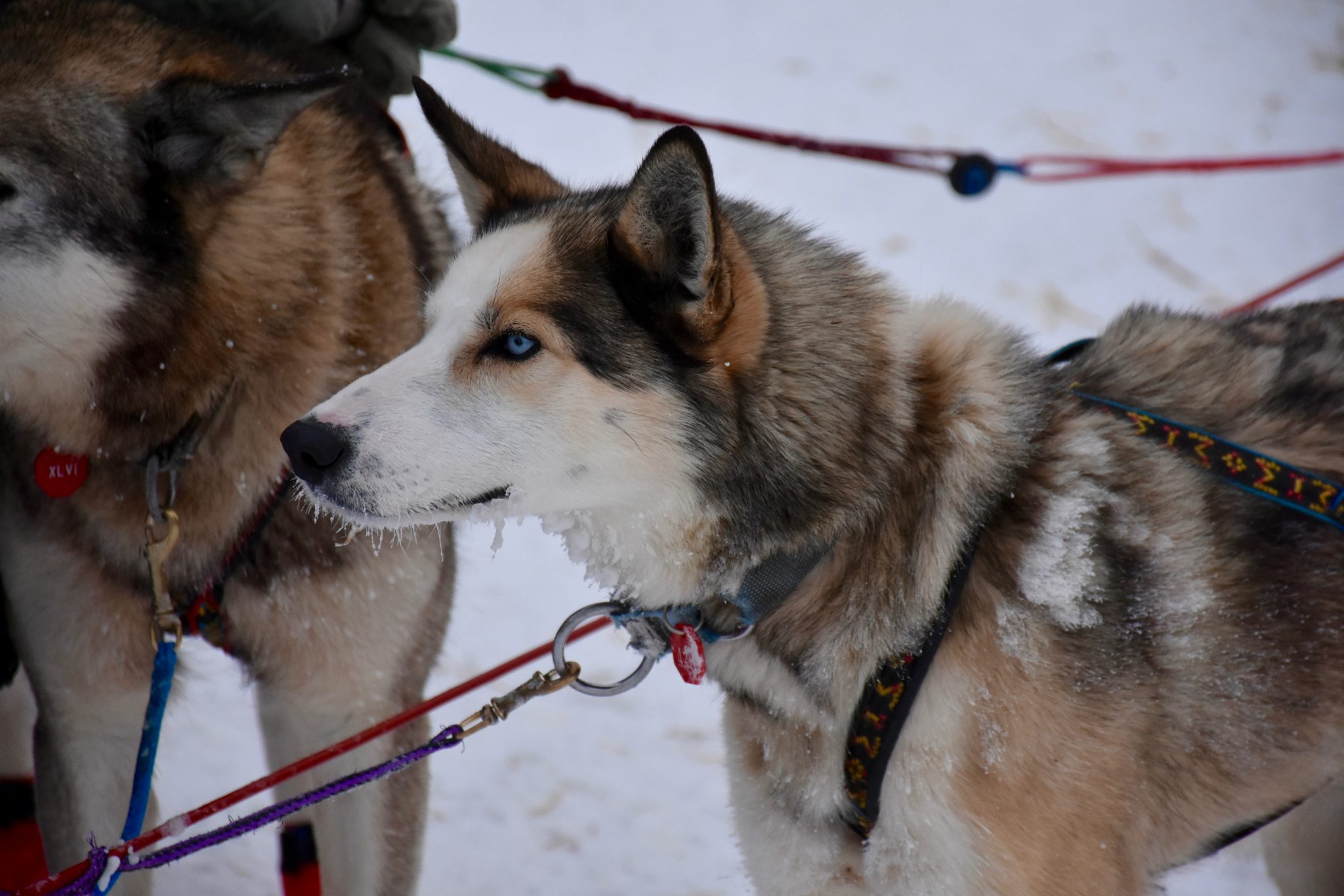 Read About Faces of the Iditarod – Iditarod