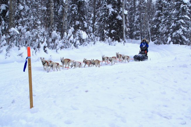 Eye on the Jr. – Celebration of Success – Iditarod