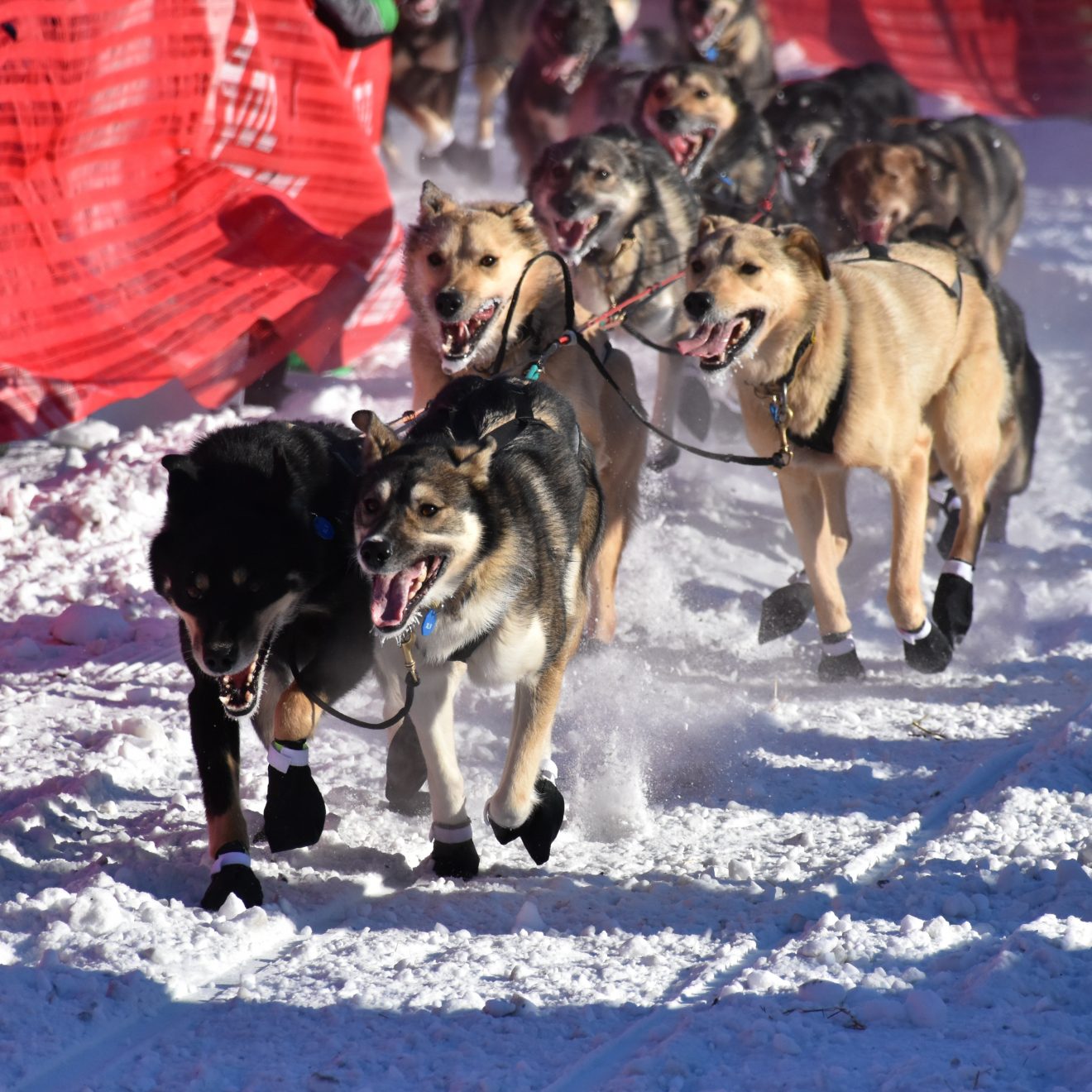 2020 Mushers – Iditarod