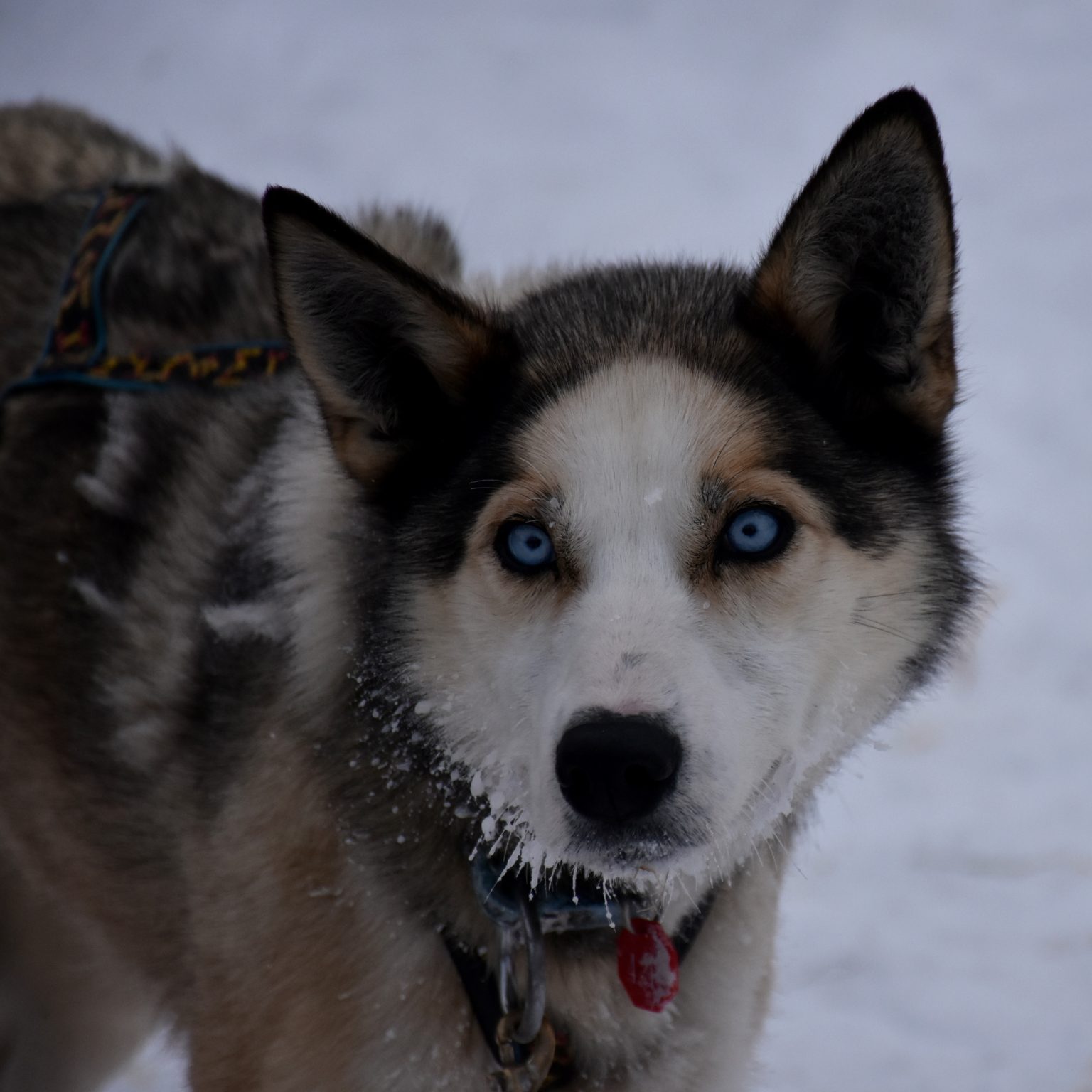 River – 1 – Iditarod