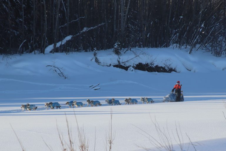 travis Beals – Iditarod