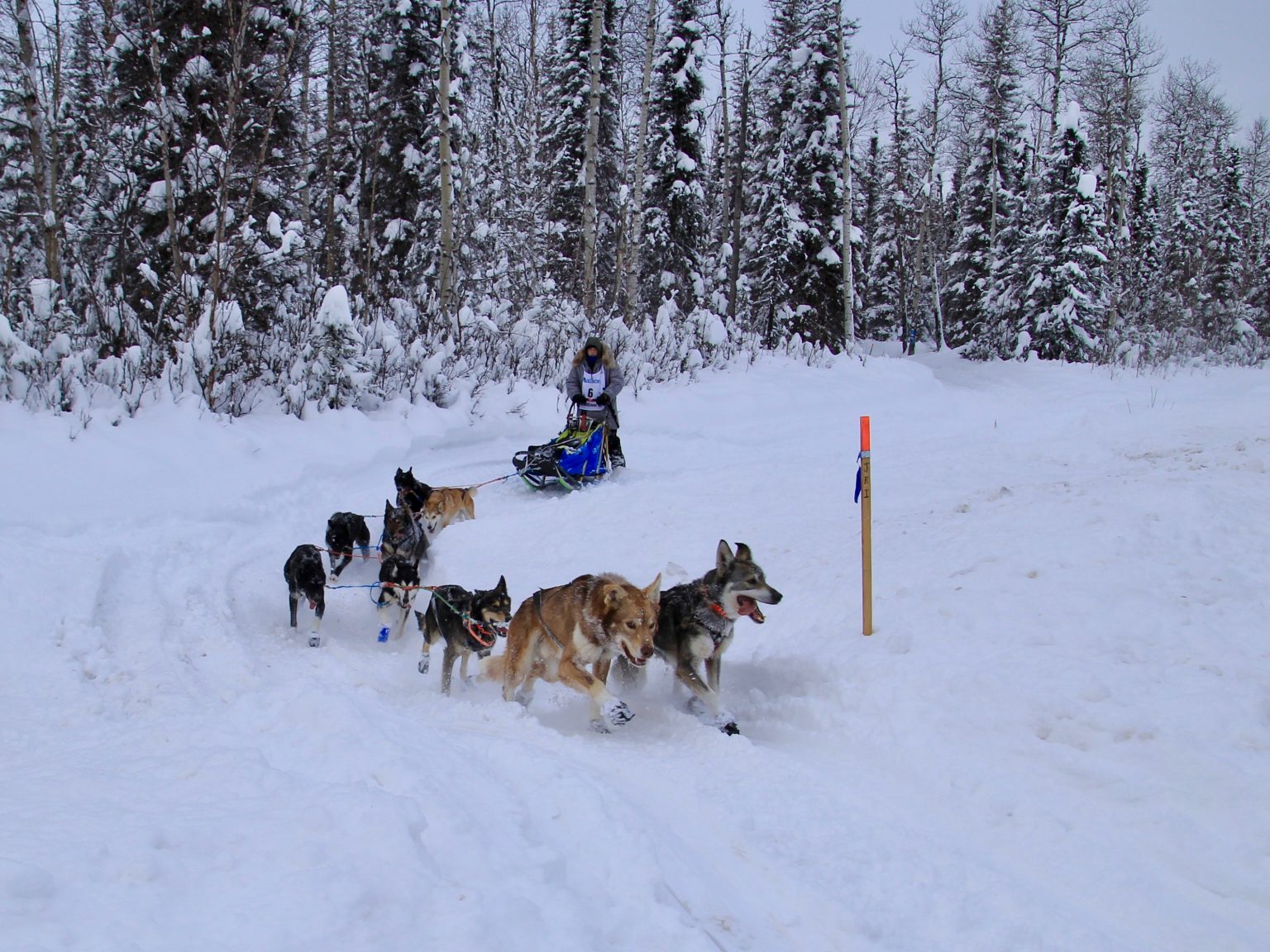 Jr. Iditarod History – Iditarod