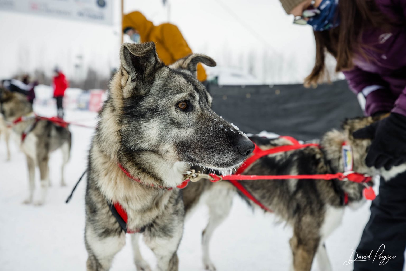 The Race Goes On – Iditarod