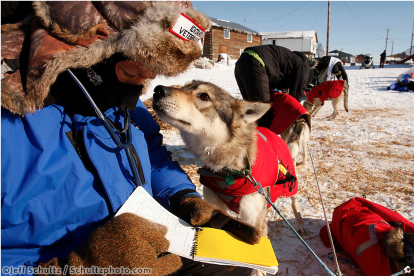 What kind of vaccinations are needed for dogs to race? Are these ...