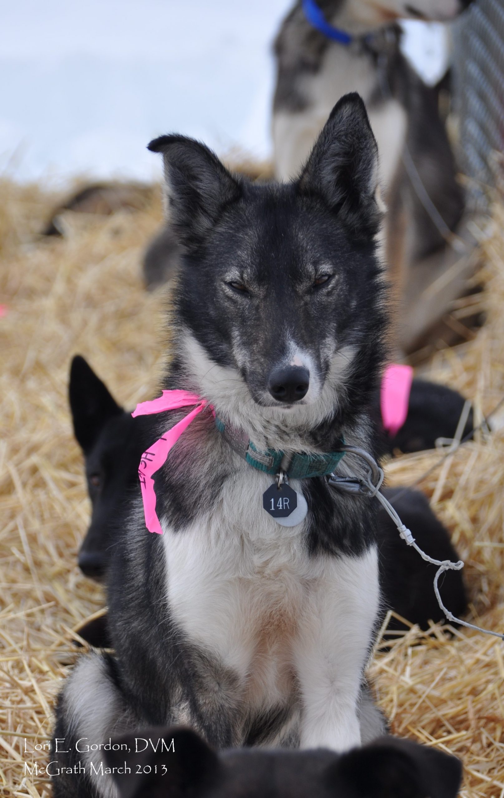 Spay and Neuter Decisions for Sled Dogs – Iditarod