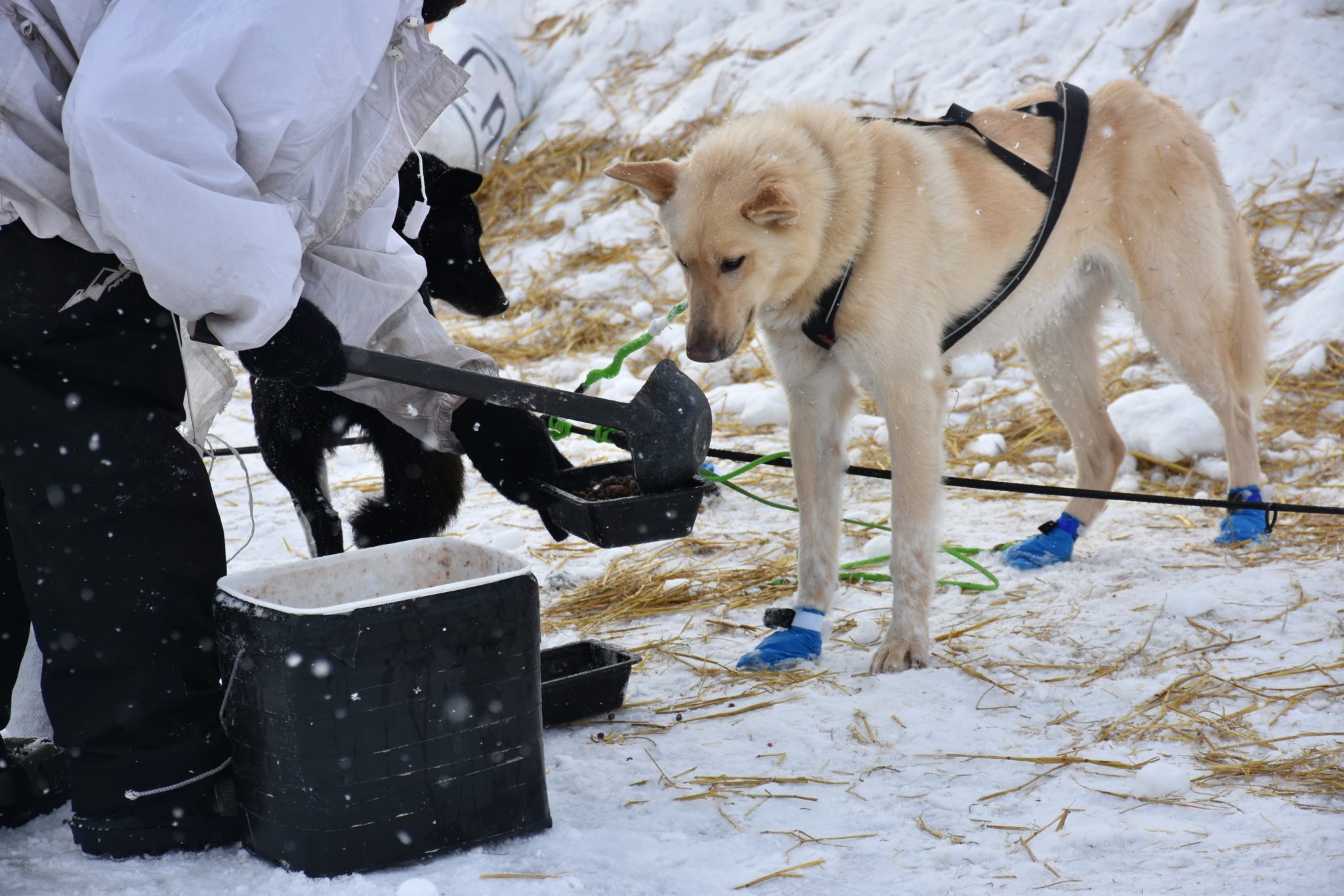 Training Sled Dogs to Accept Booties – Iditarod