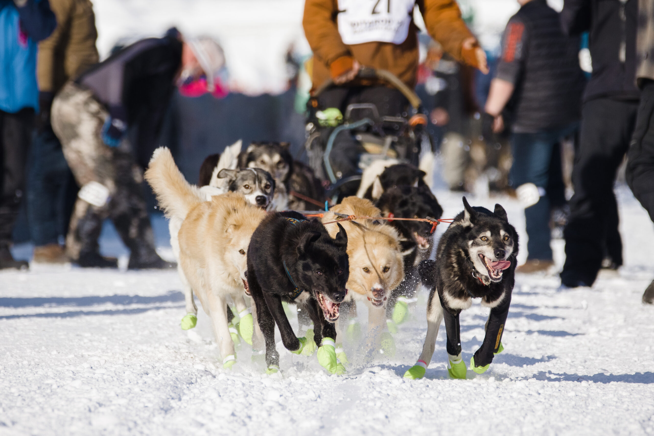 Musher start order set for Iditarod 50! – Iditarod