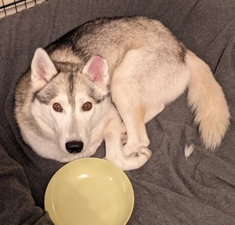 Dogs of the Iditarod – Iditarod