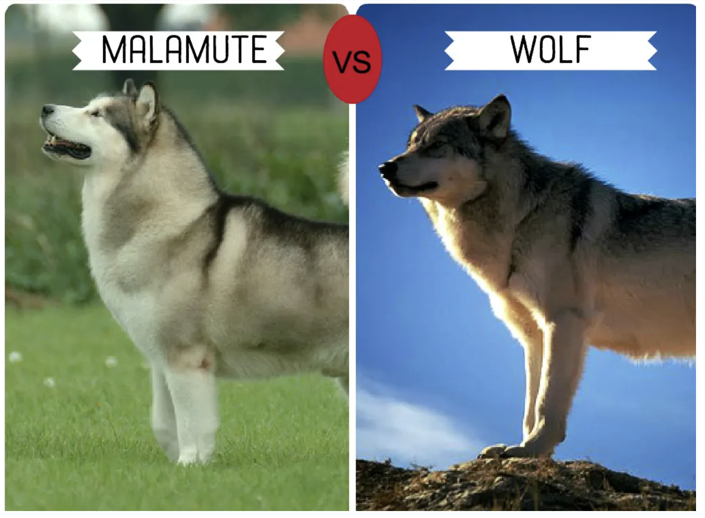 Misconceptions and More: Dogs vs. Wolves – Iditarod
