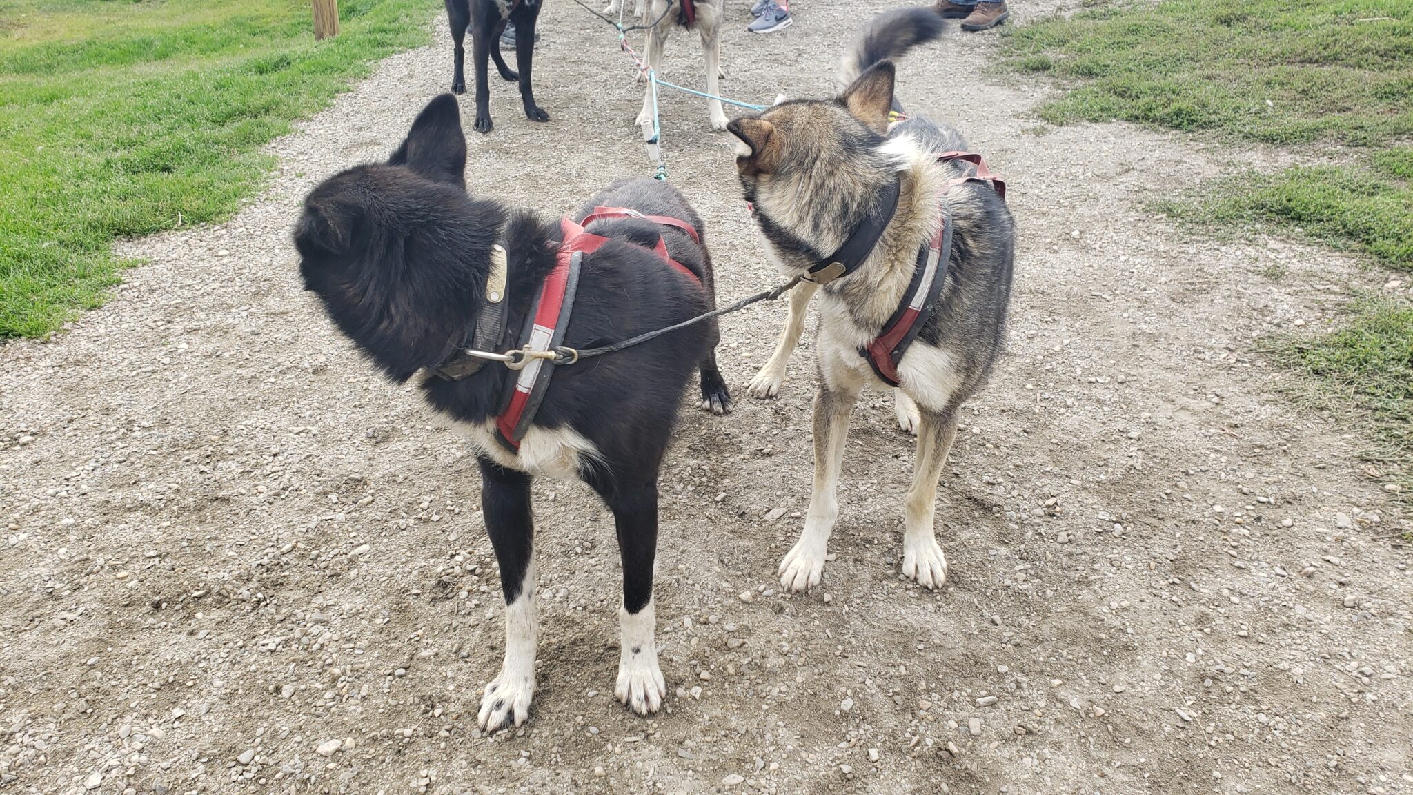 What’s a TEAM? – Iditarod