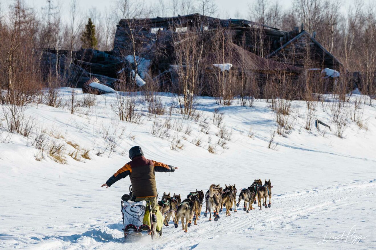 It’s A Rush! – Iditarod