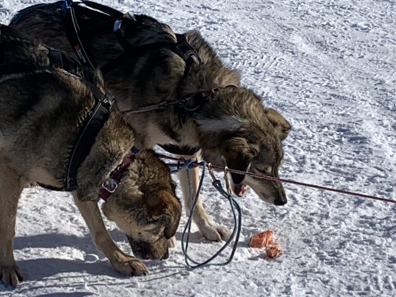 What Makes a Good Sled Dog? Part 1 of 3 – Iditarod