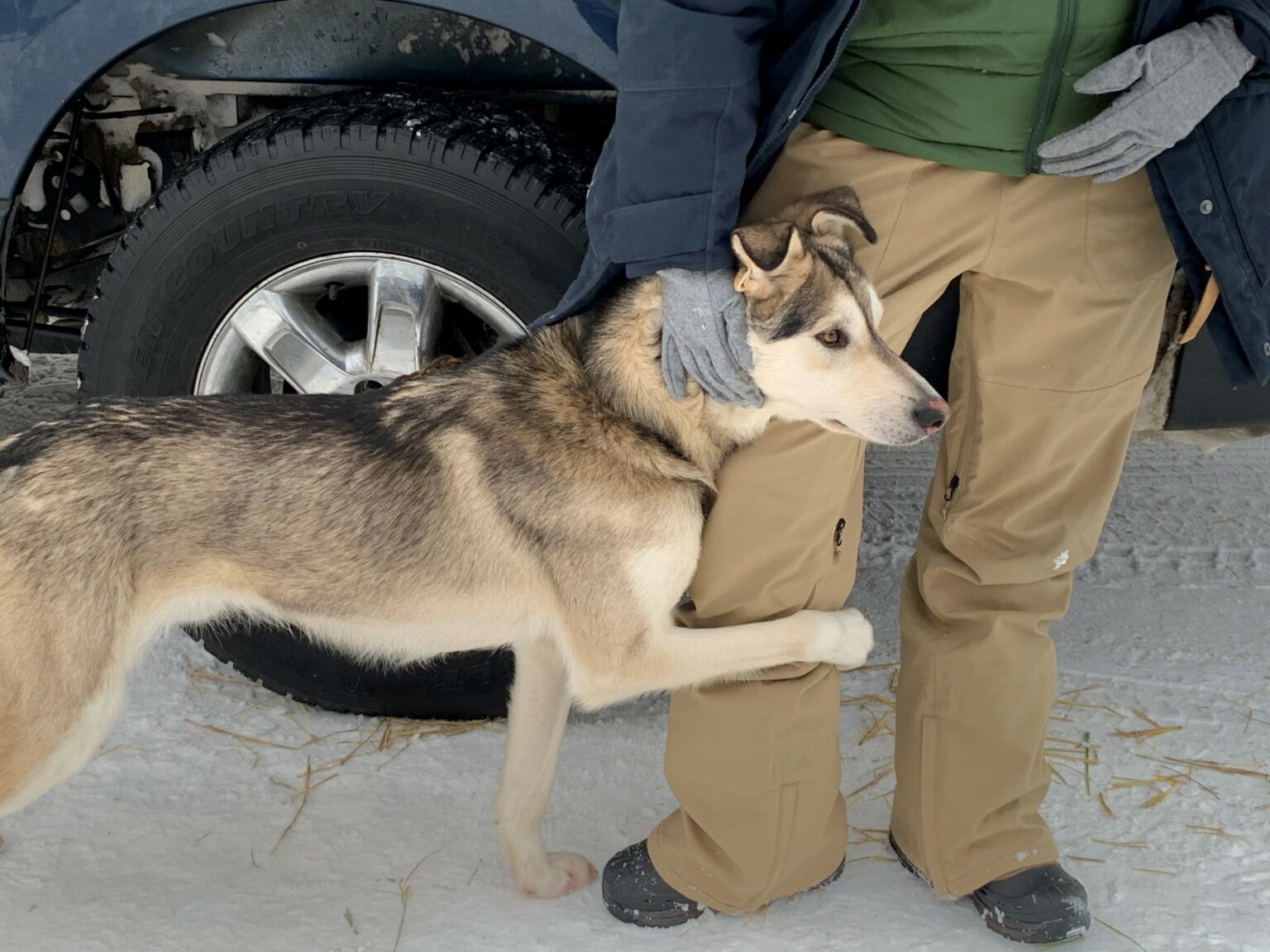 What Makes a Good Sled Dog? Part 3 of 3 – Iditarod