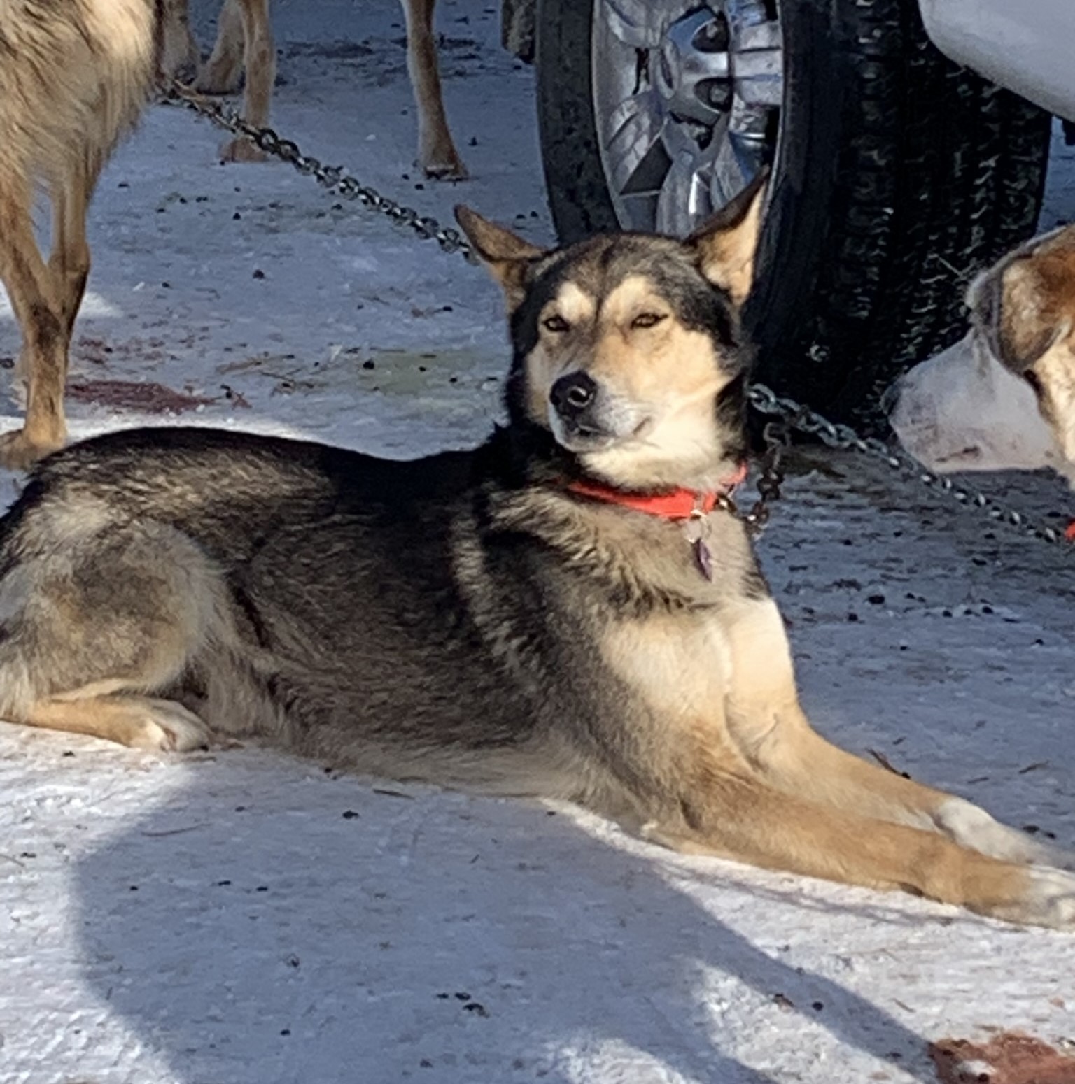 What Makes a Good Sled Dog? Part 2 of 3 – Iditarod