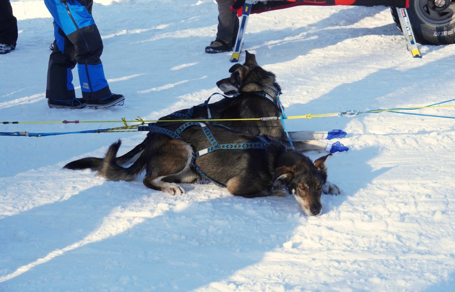 The Jr. Iditarod Finish Line: Perspectives – Iditarod