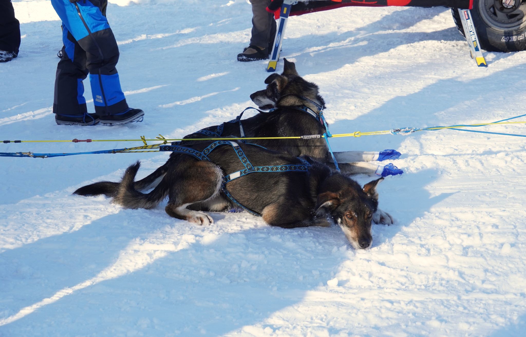 The Jr. Iditarod Finish Line: Perspectives – Iditarod