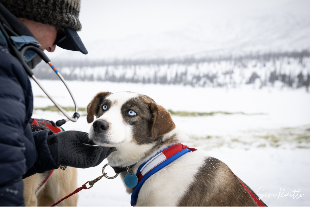 Eye on the Trail: Winner Has Likely Reached Nikolai – Iditarod