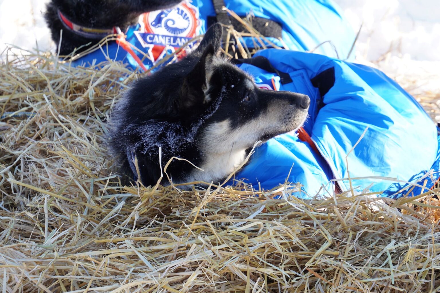 Checkpoint Math – Iditarod