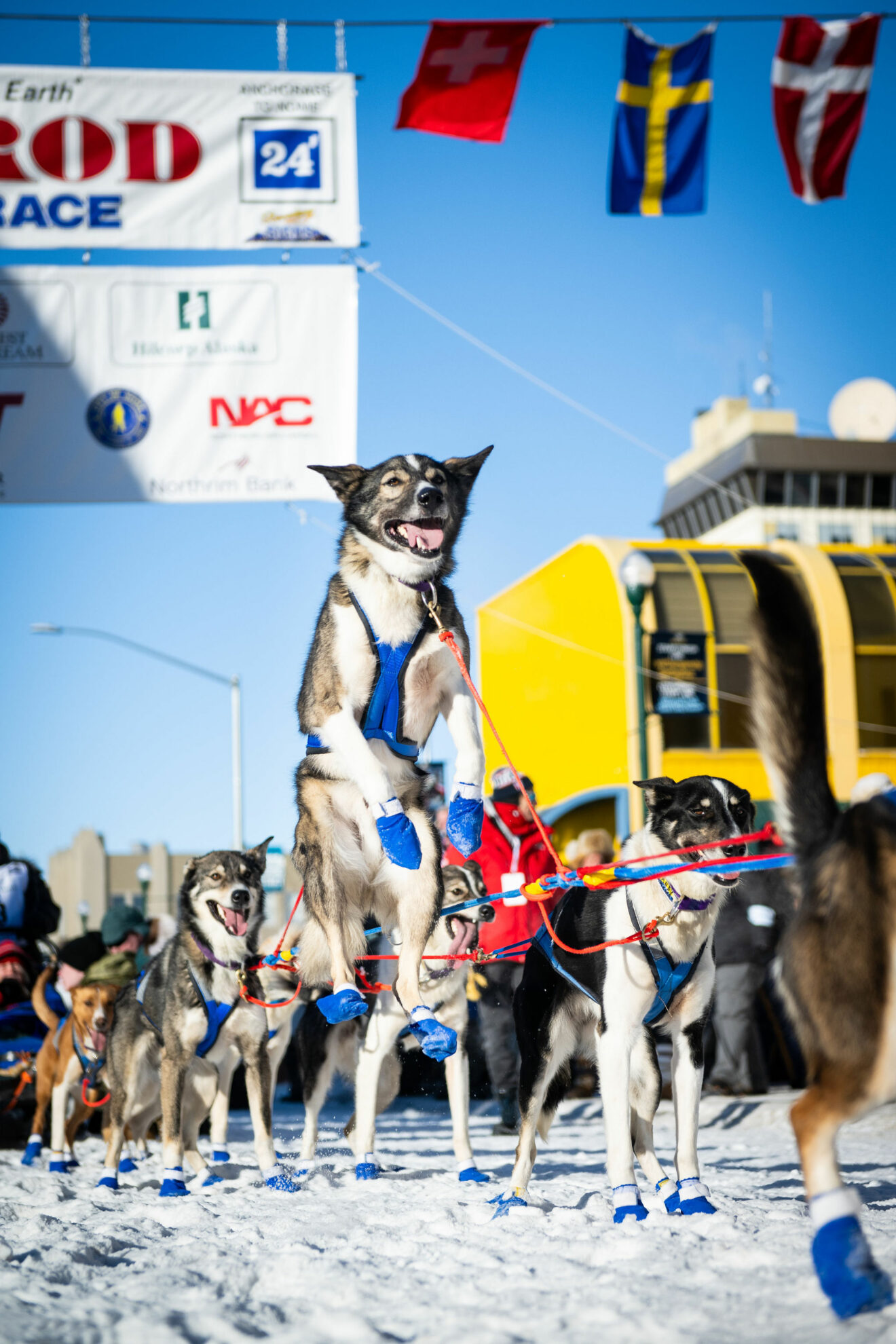 Iditarod Ceremonial Start Route Shortened Due to Lack of Snow – Iditarod