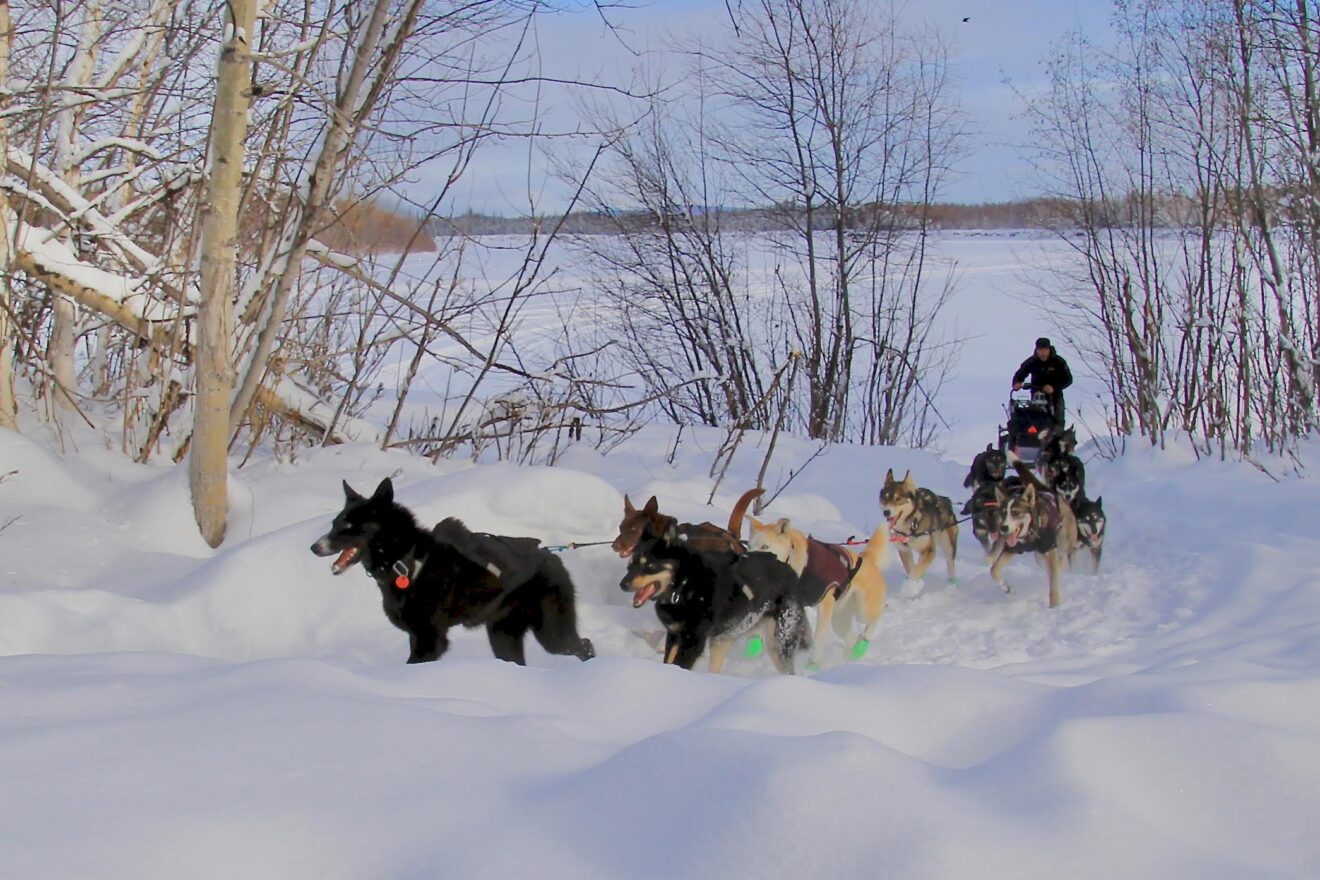 “Doggone Dogs”… A Math Lesson for Young Pups! – Iditarod